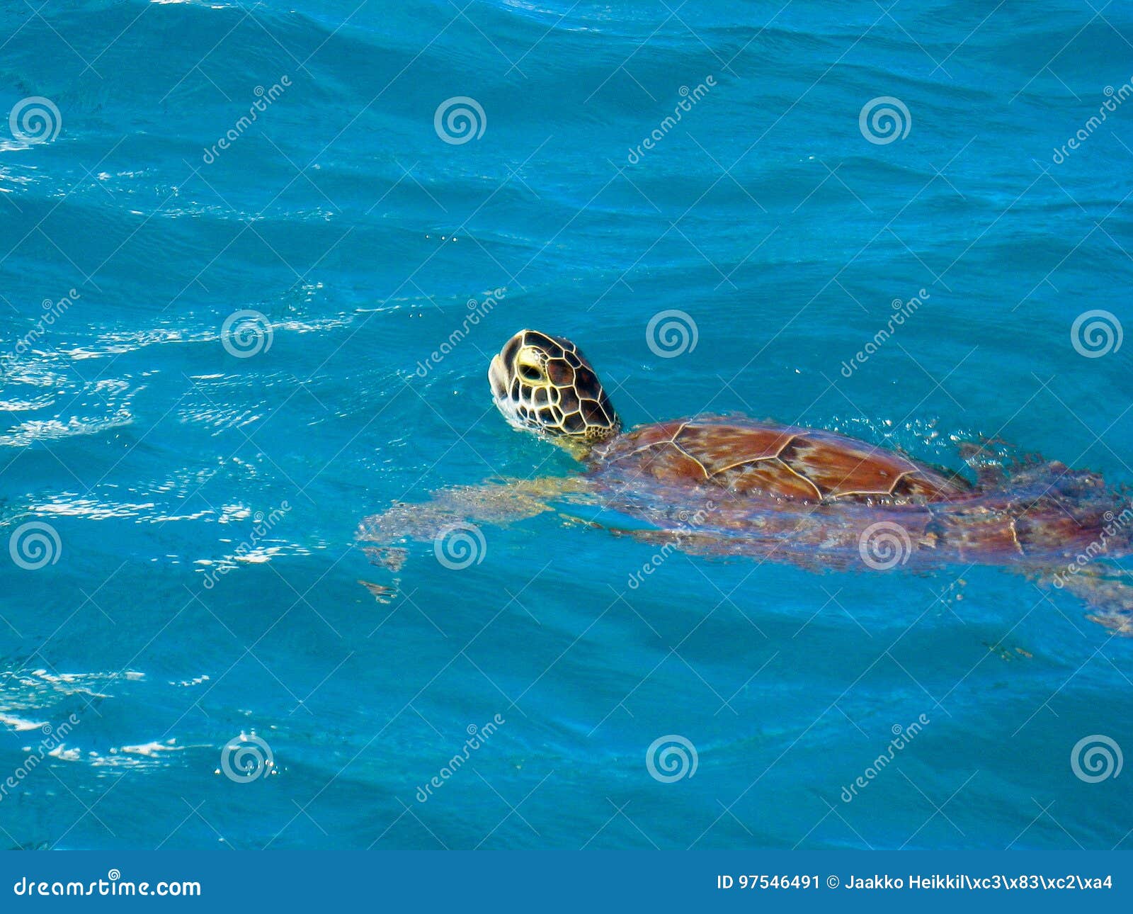 A tortoise stock image. Image of swimming, tortoise, wild - 97546491