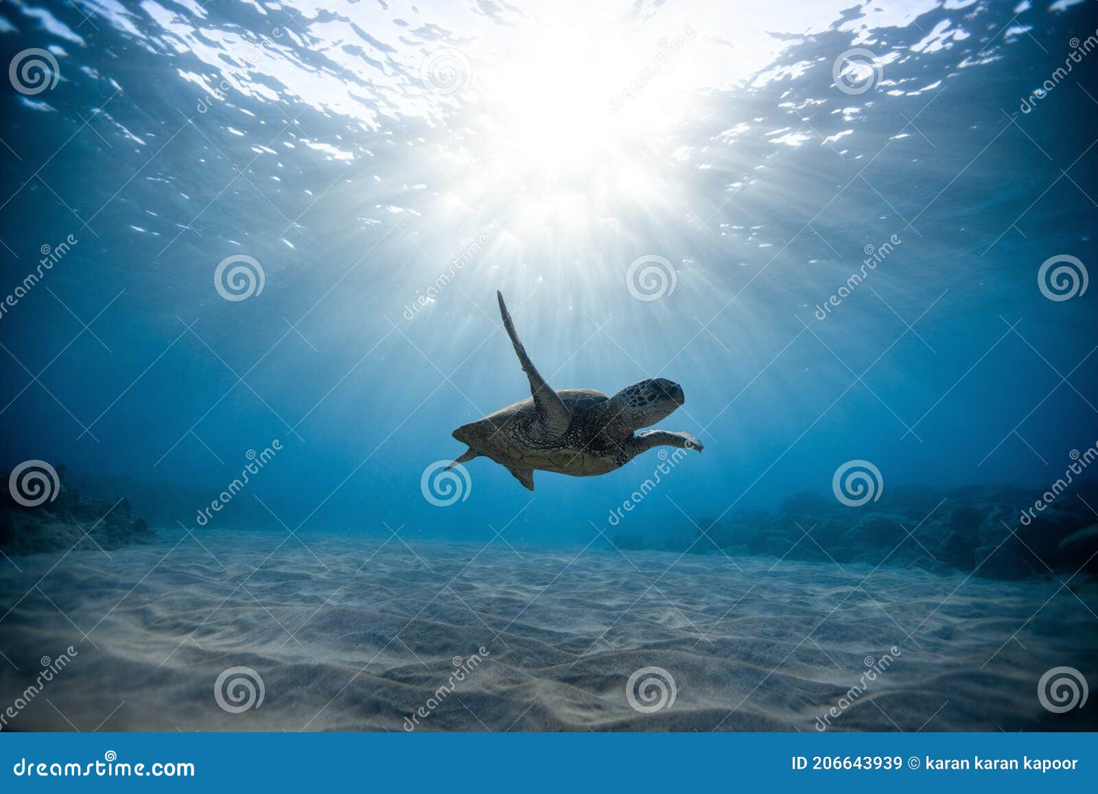 Tortoise Swimming in the Ocean Stock Image - Image of tortoise ...