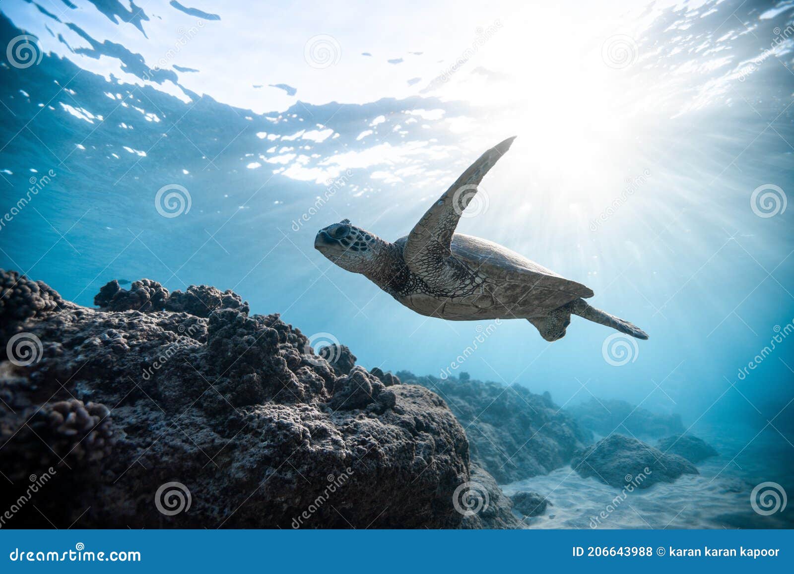Tortoise Swimming in the Ocean Stock Photo - Image of turtle, tortoise ...