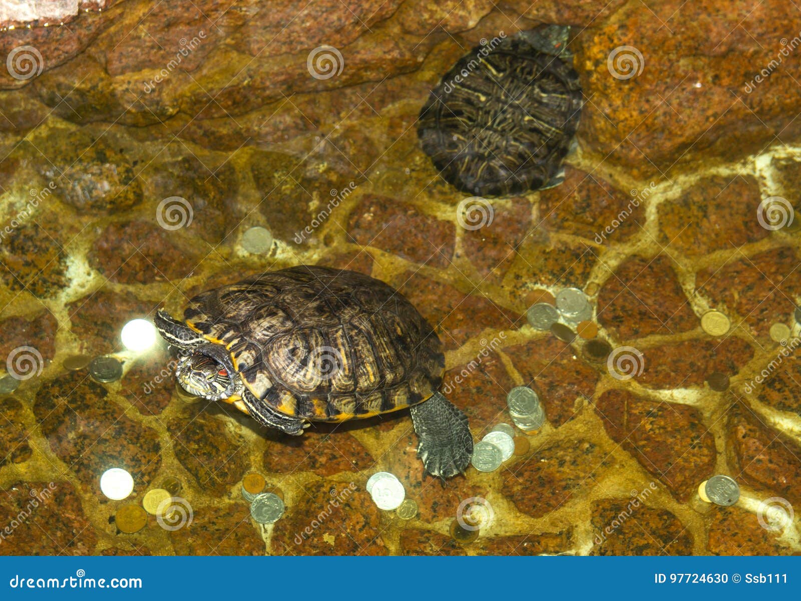 Tortoise Swims in an Artificial Pond in a Cozy Country Stock Photo ...