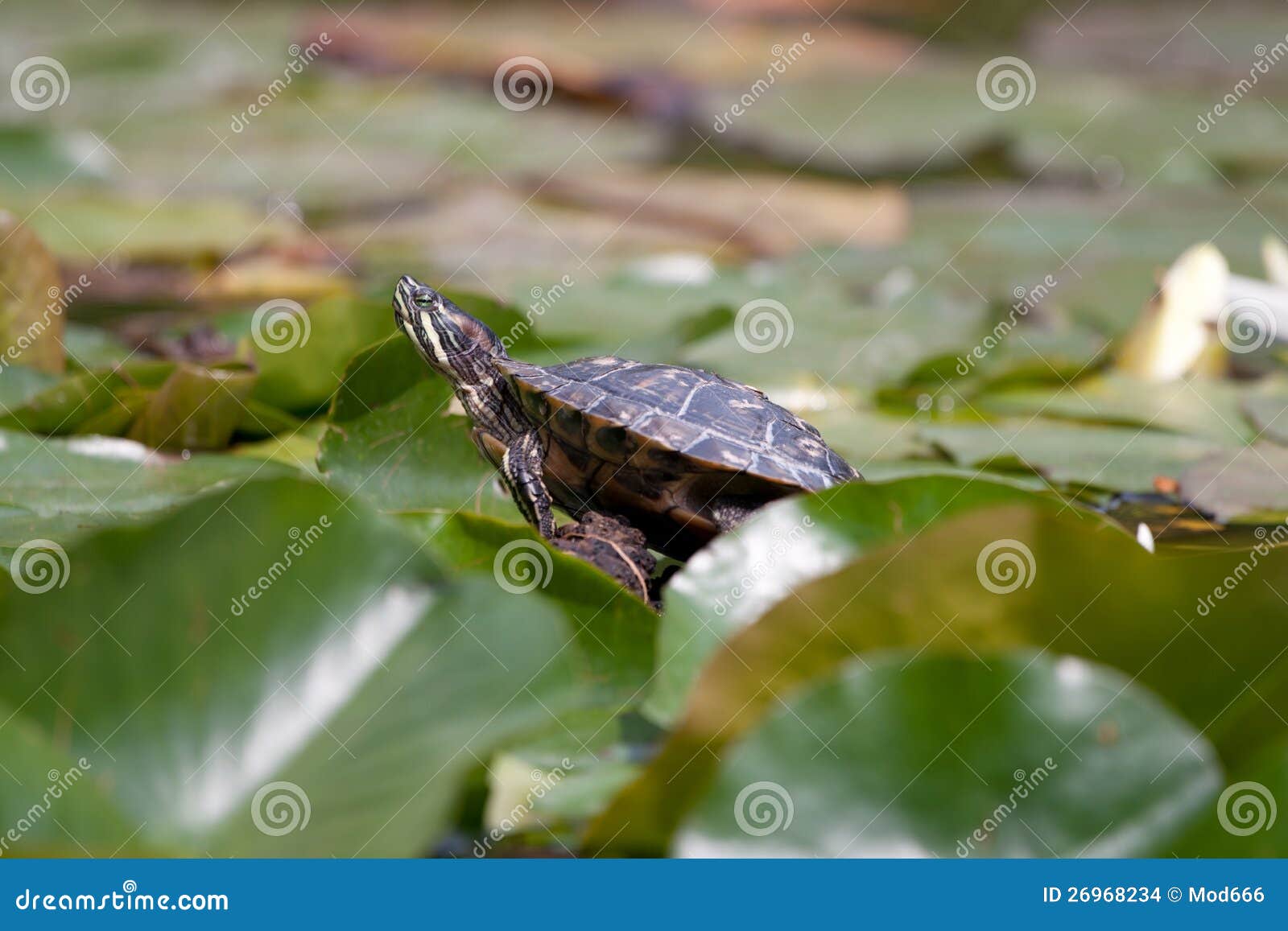 Tortoise taking sun bath stock photo. Image of warm, bathe - 26968234