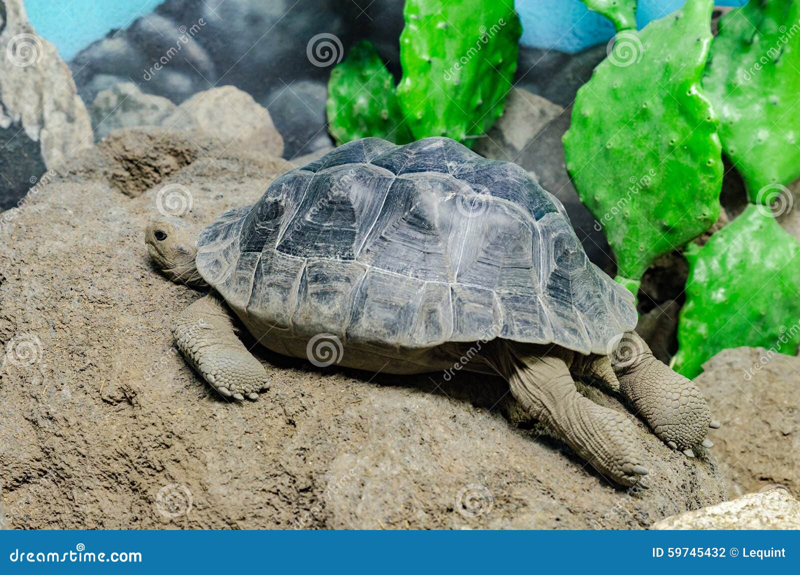 Tortoise Testudinidae Resting in Sand Stock Photo - Image of sand, name ...