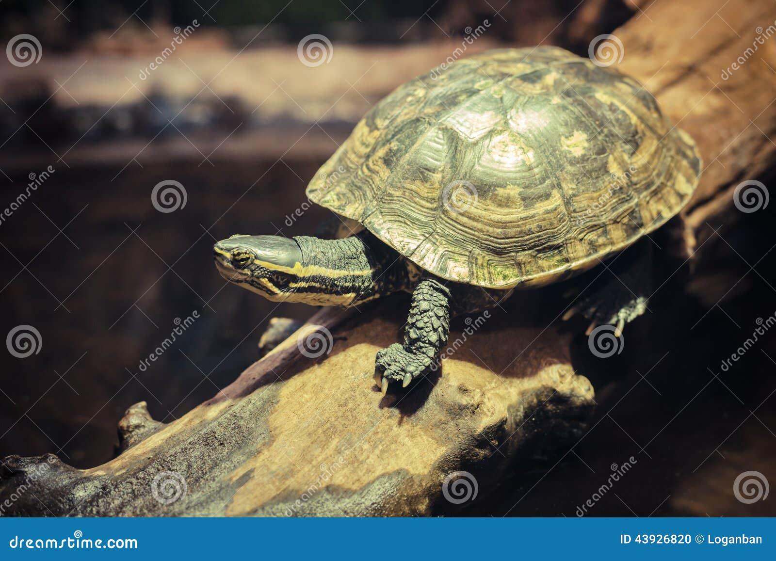 Tortoise on a tree branch stock photo. Image of speed - 43926820