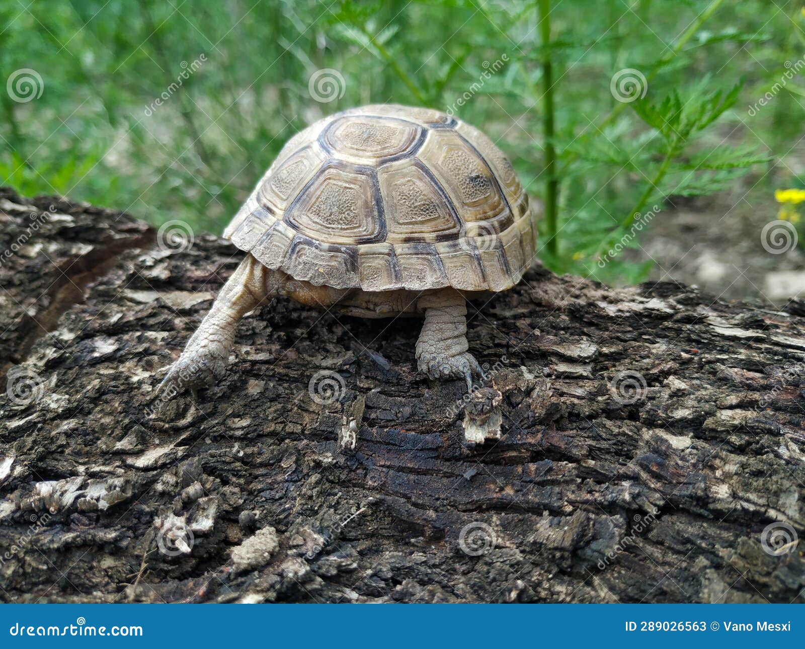 Tortoise on a Tree Log in Nature Stock Image - Image of grass, tortoise ...