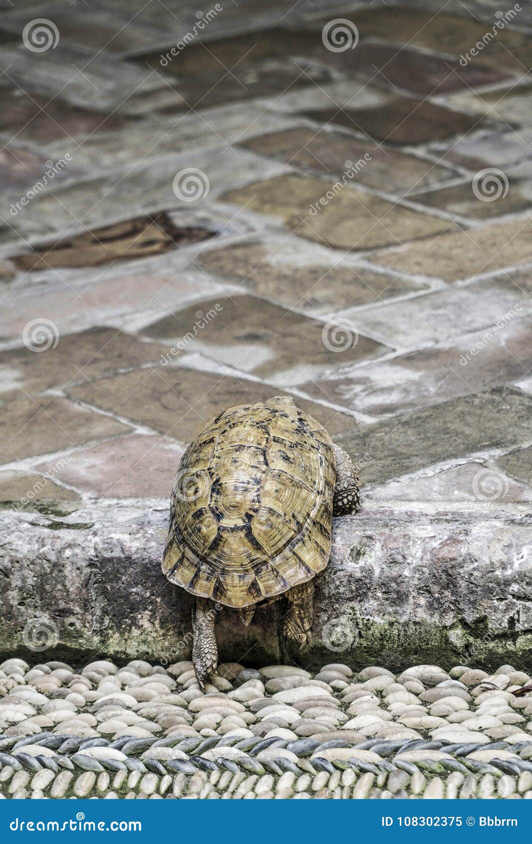 Tortoise Trying To Climb a Step Stock Image - Image of wildlife ...