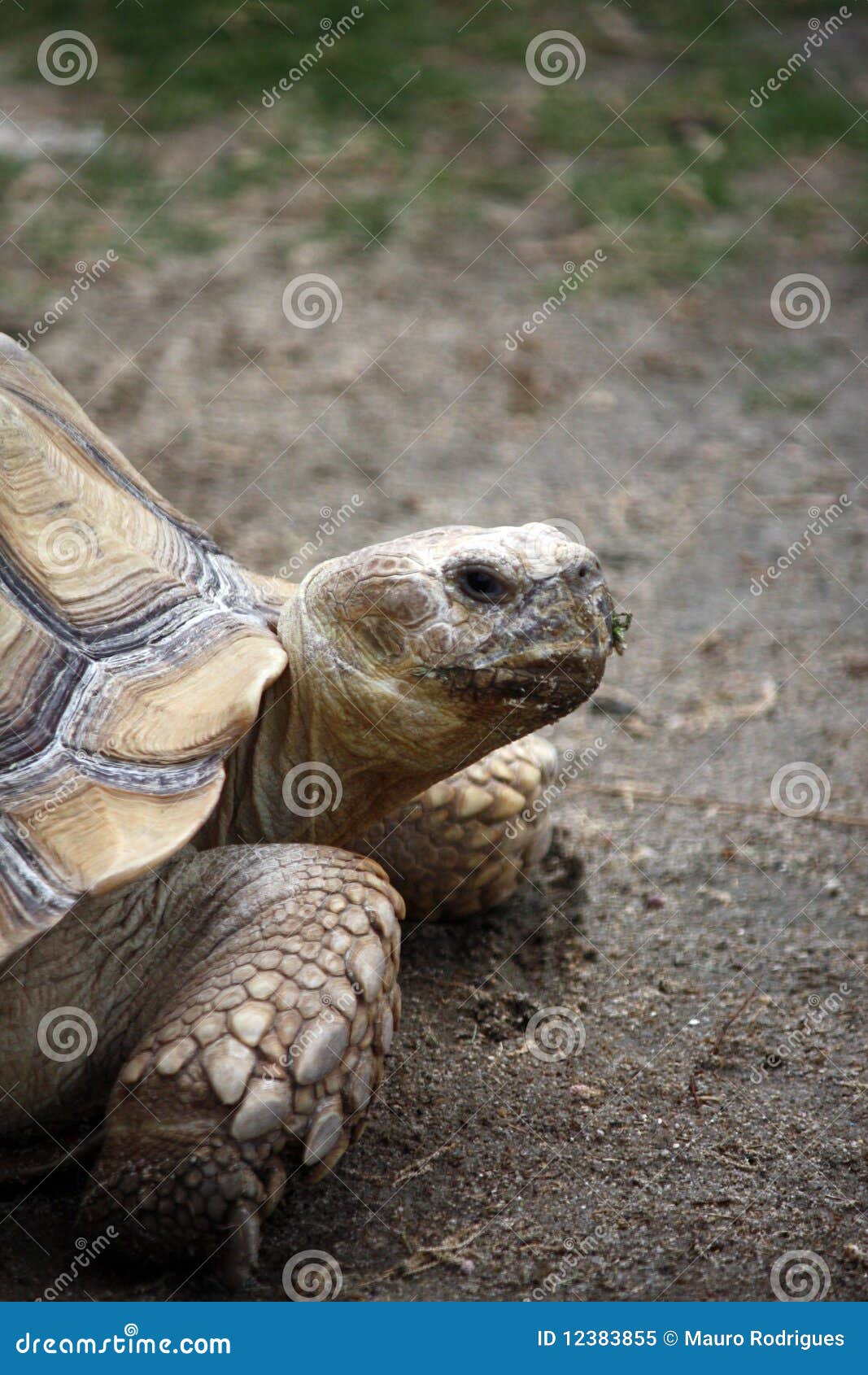 Tortoise Turtle stock image. Image of yellow, swamp, texture - 12383855