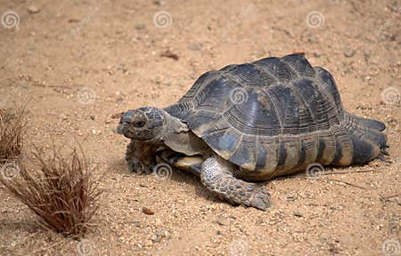 Tortoise, turtle stock photo. Image of patience, reptiles - 15023024