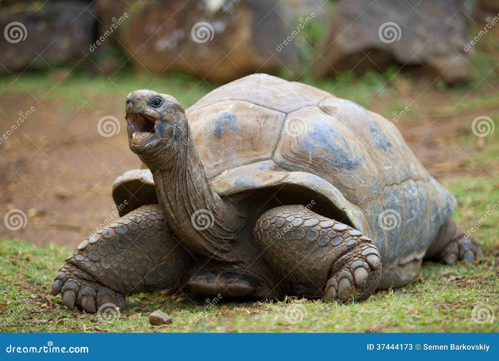 Turtle And Crocodile Reptile Resting Together Inside A Pond Royalty ...