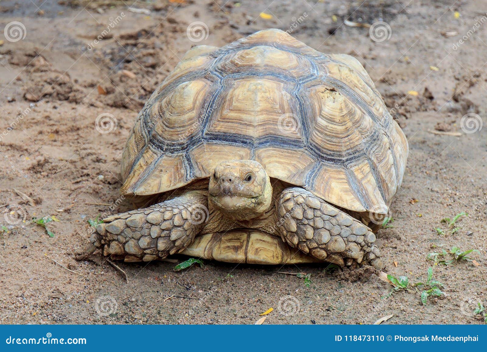 Tortoise on the Dirty Mud Ground. Stock Photo - Image of sand, nature ...