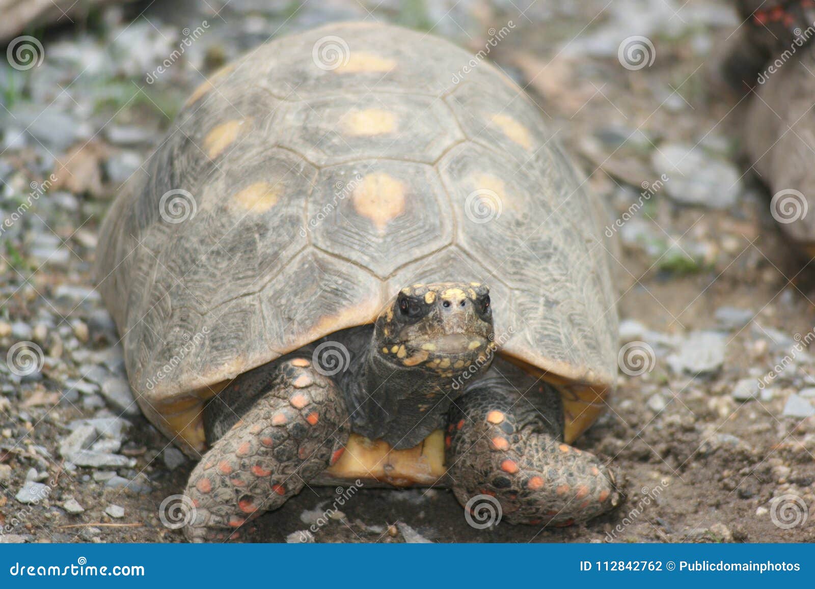 Tortoise, Turtle, Emydidae, Terrestrial Animal Picture. Image: 112842762