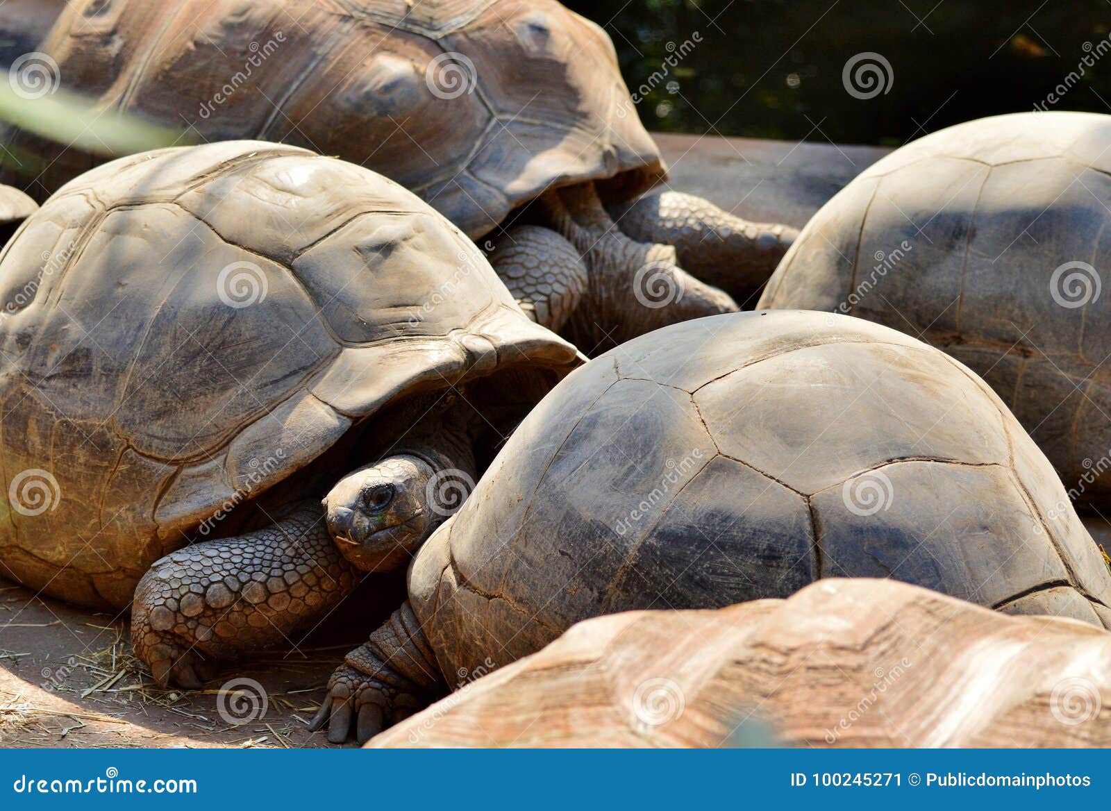 Tortoise, Turtle, Fauna, Terrestrial Animal Picture. Image: 100245271