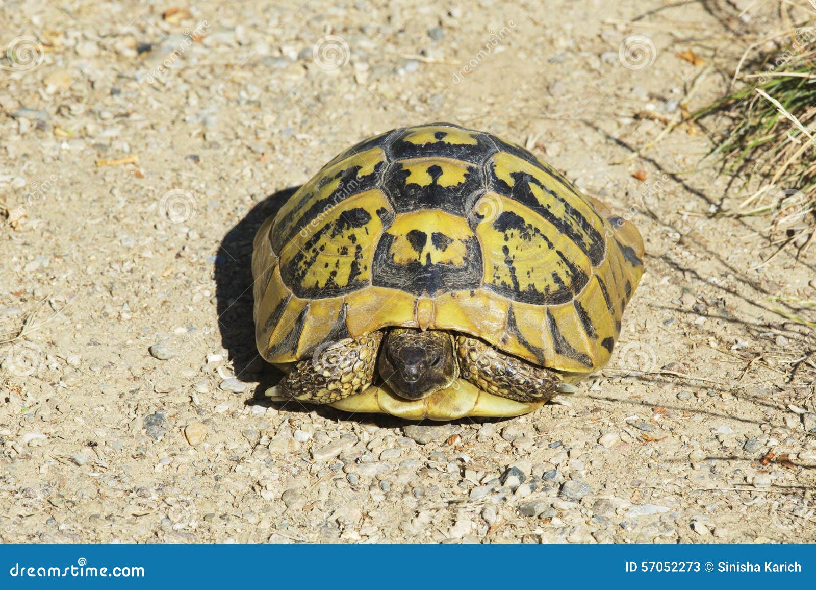 Tortoise stock image. Image of hermann, help, hides, calm - 57052273