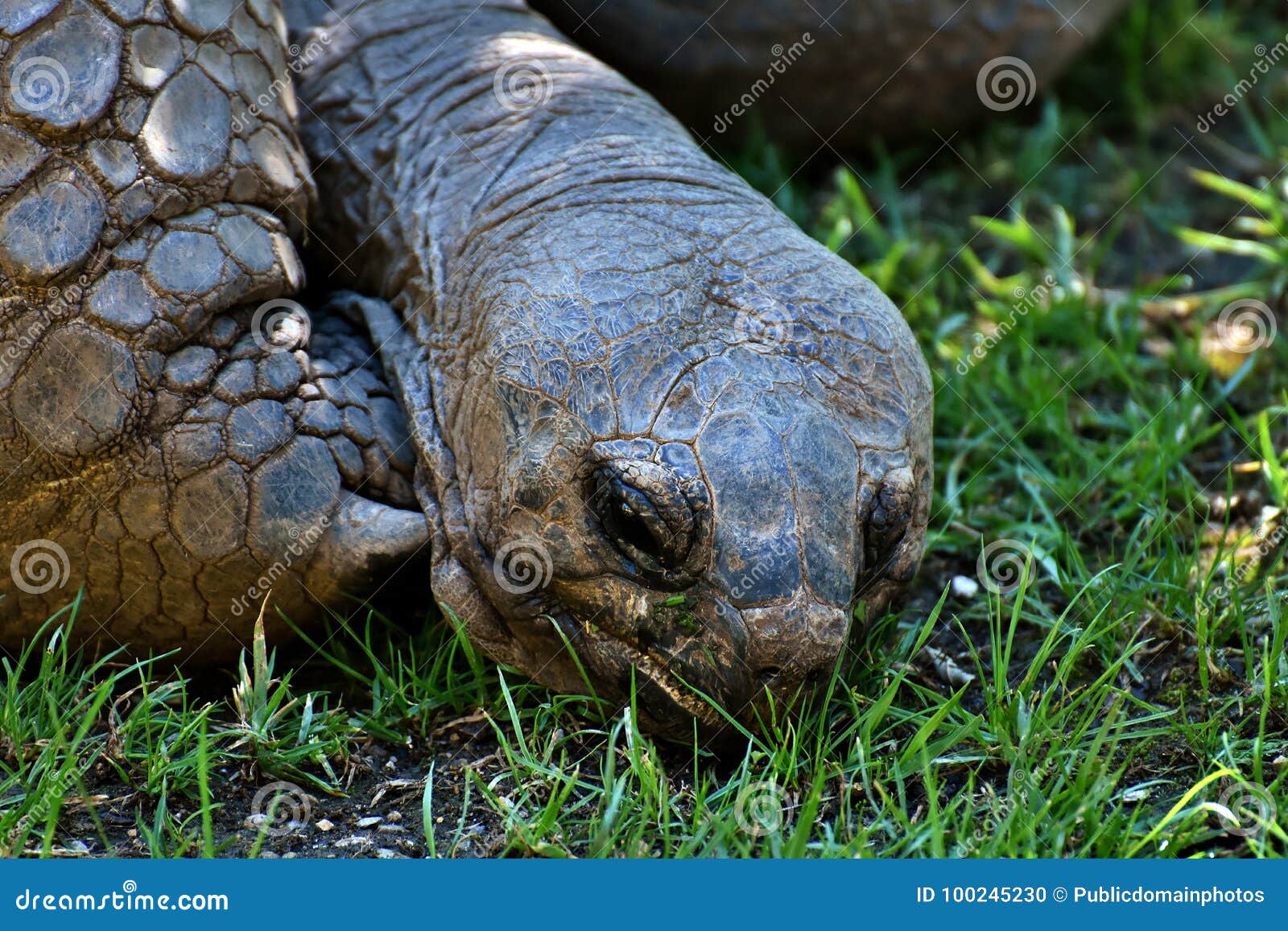 Tortoise, Turtle, Reptile, Terrestrial Animal Picture. Image: 100245230