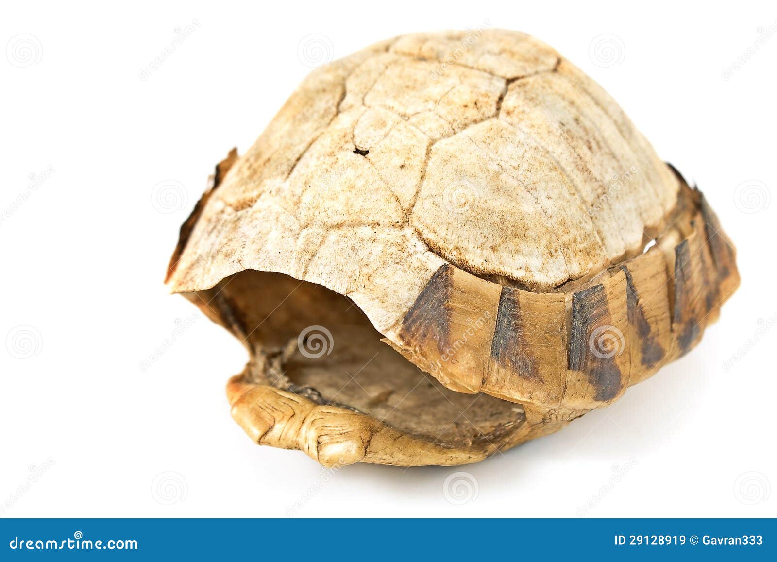 Tortoise turtle shell stock image. Image of back, black - 29128919