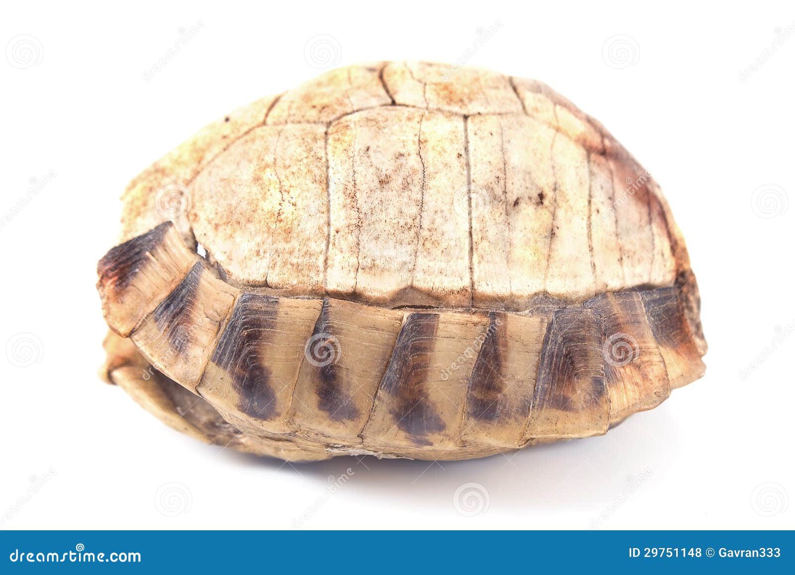 Tortoise turtle shell stock photo. Image of central, armour - 29751148