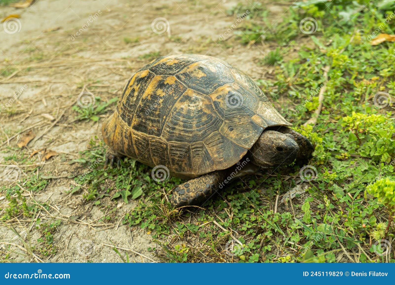 Tortoise Turtle Slowly Moving through the Scene on Green Grass . Stock ...