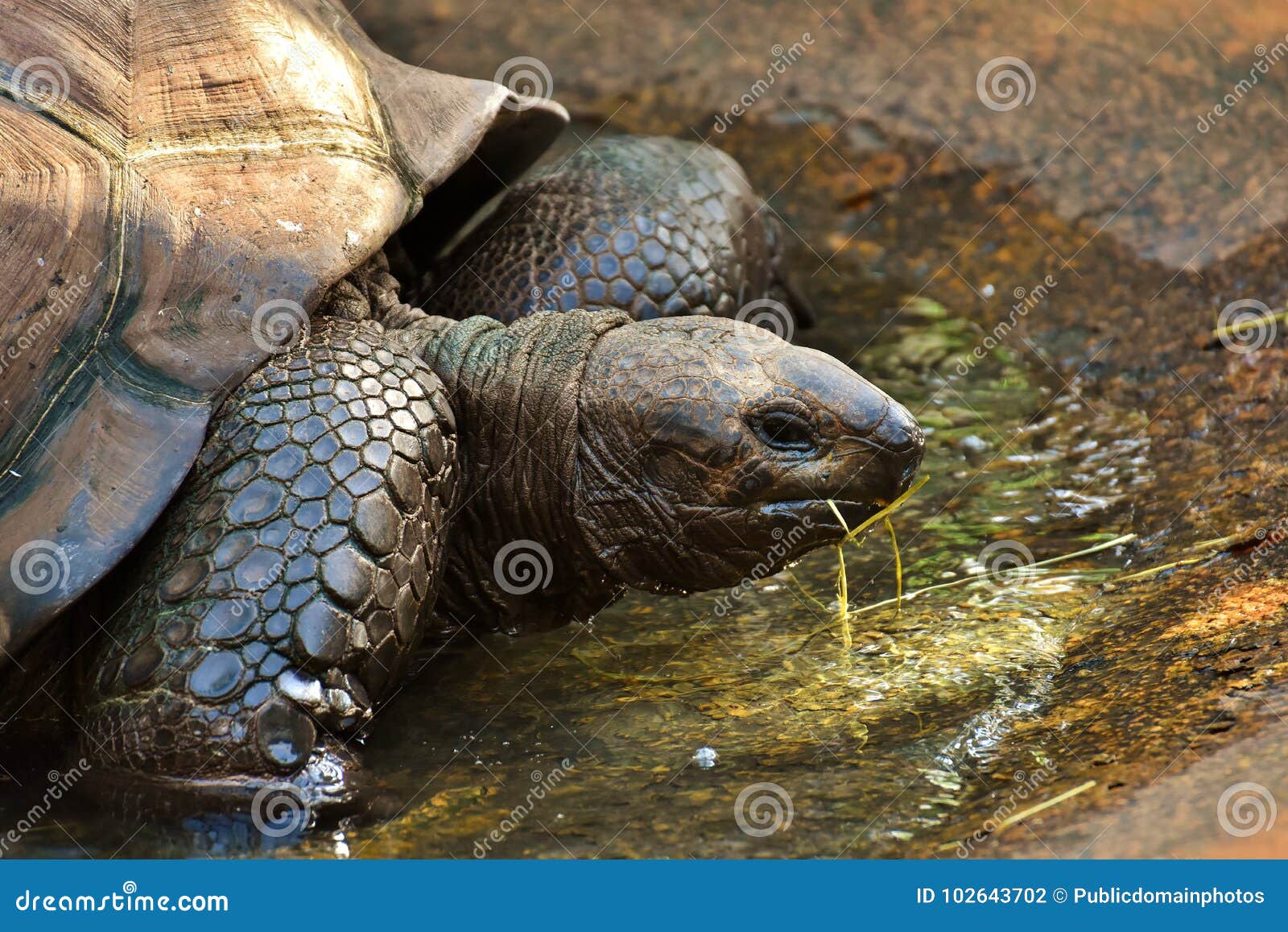 Tortoise, Turtle, Terrestrial Animal, Emydidae Picture. Image: 102643702