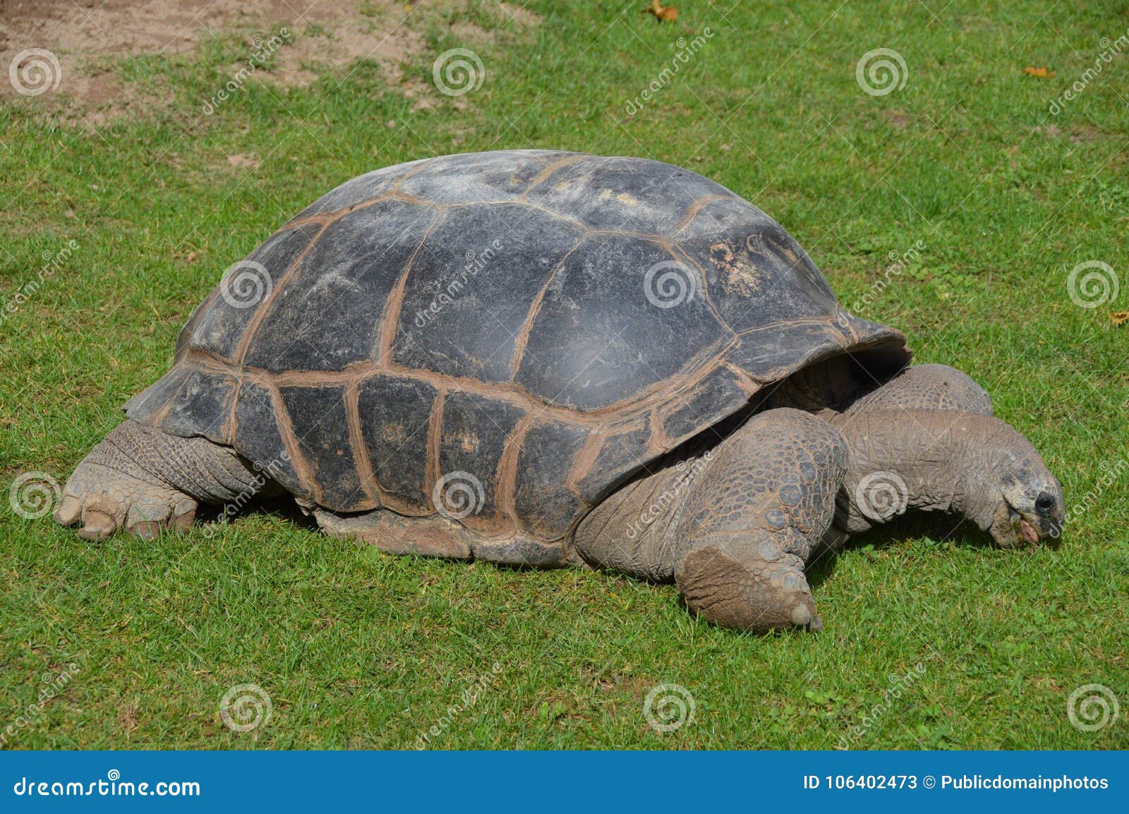 Tortoise, Turtle, Terrestrial Animal, Fauna Picture. Image: 106402473