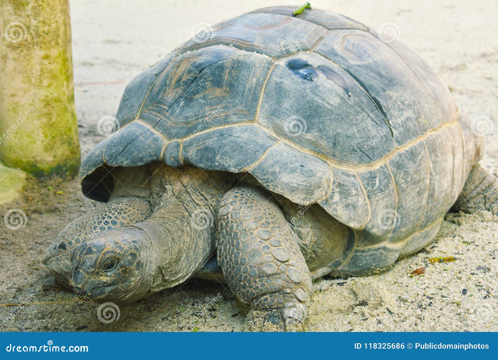 Tortoise, Turtle, Terrestrial Animal, Fauna Picture. Image: 118325686