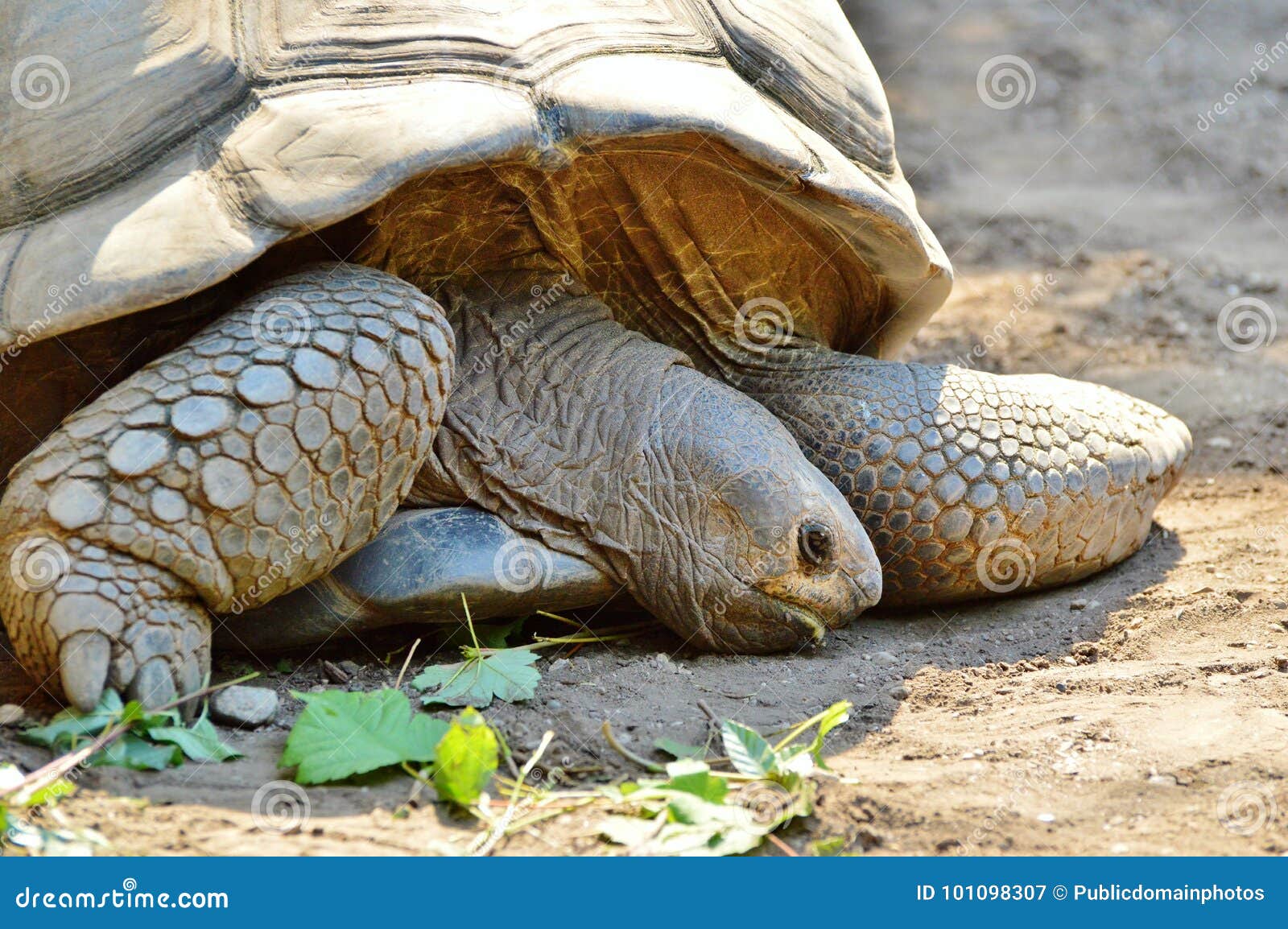 Tortoise, Turtle, Terrestrial Animal, Reptile Picture. Image: 101098307