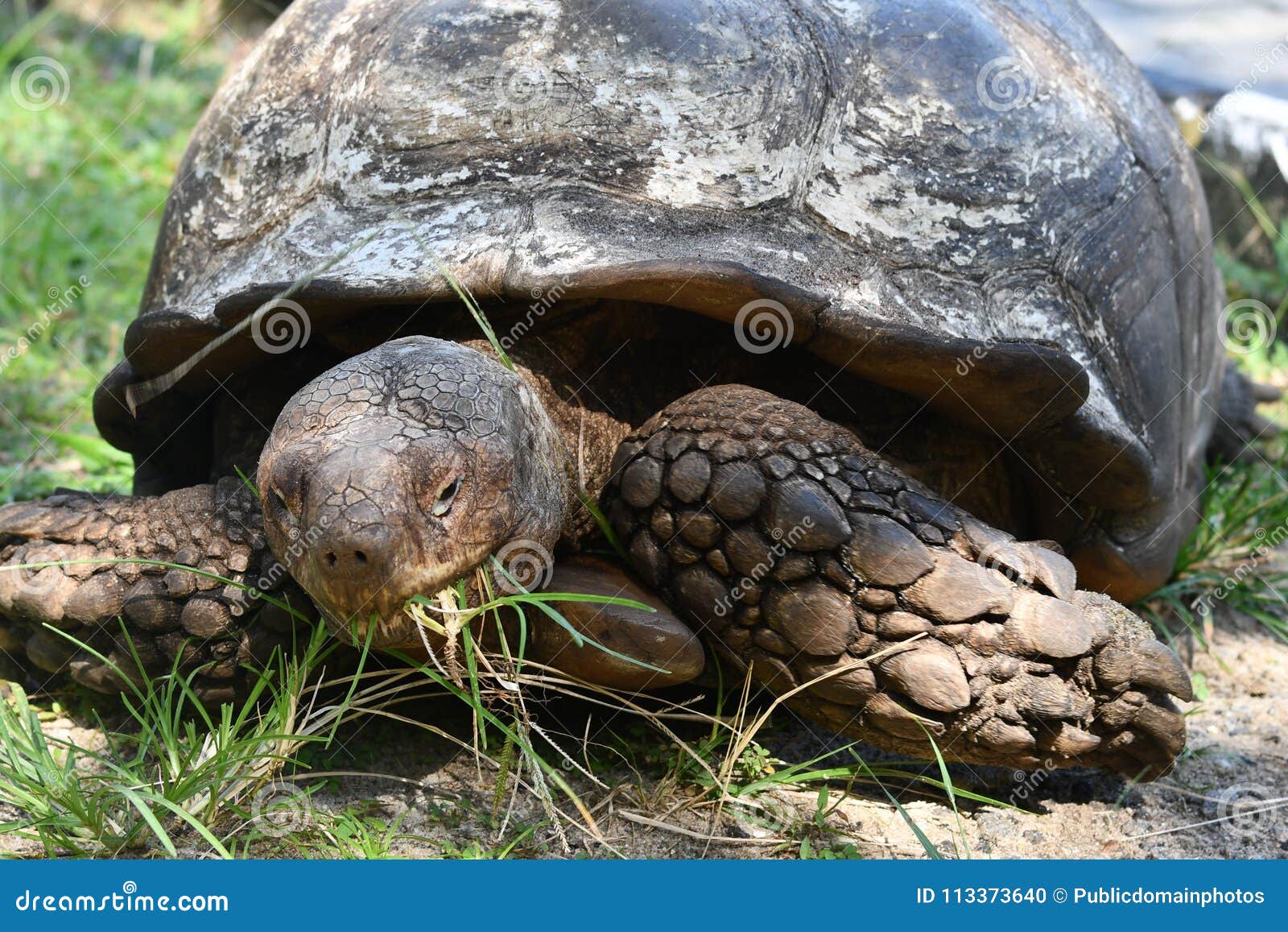 Tortoise, Turtle, Terrestrial Animal, Reptile Picture. Image: 113373640