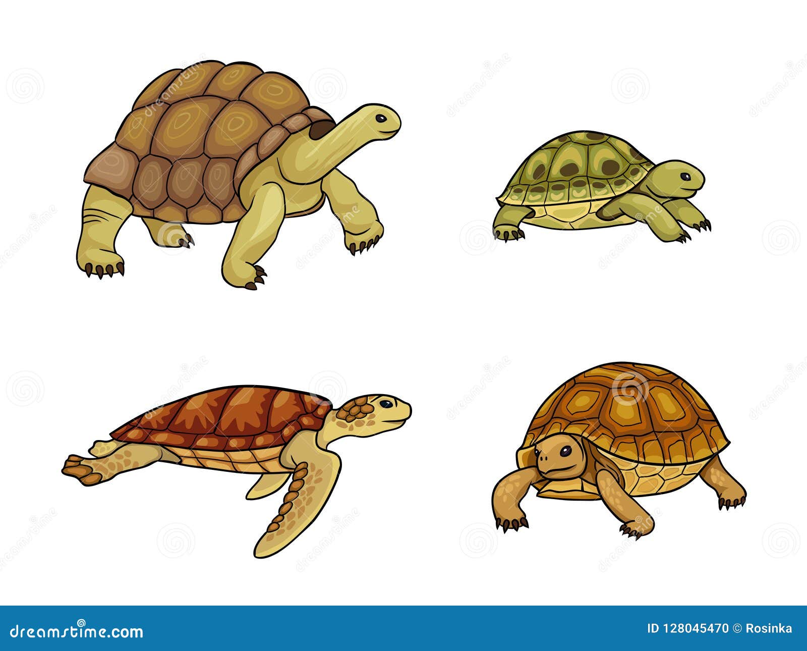 Tortoise and Turtle - Vector Illustration Stock Vector - Illustration ...