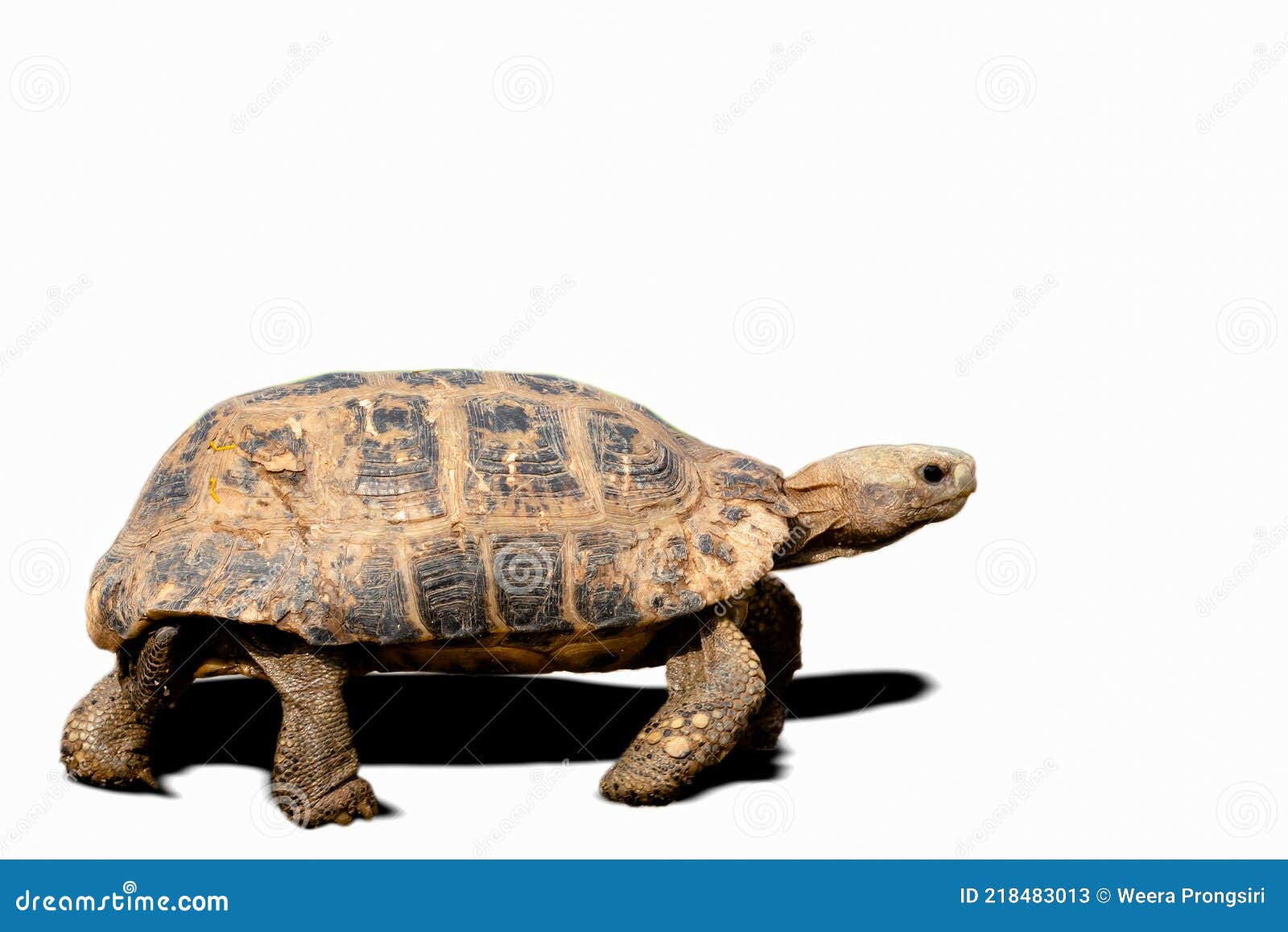 Sea Turtle On White Background. Marine Tortoise Isolated. Green Turtle ...