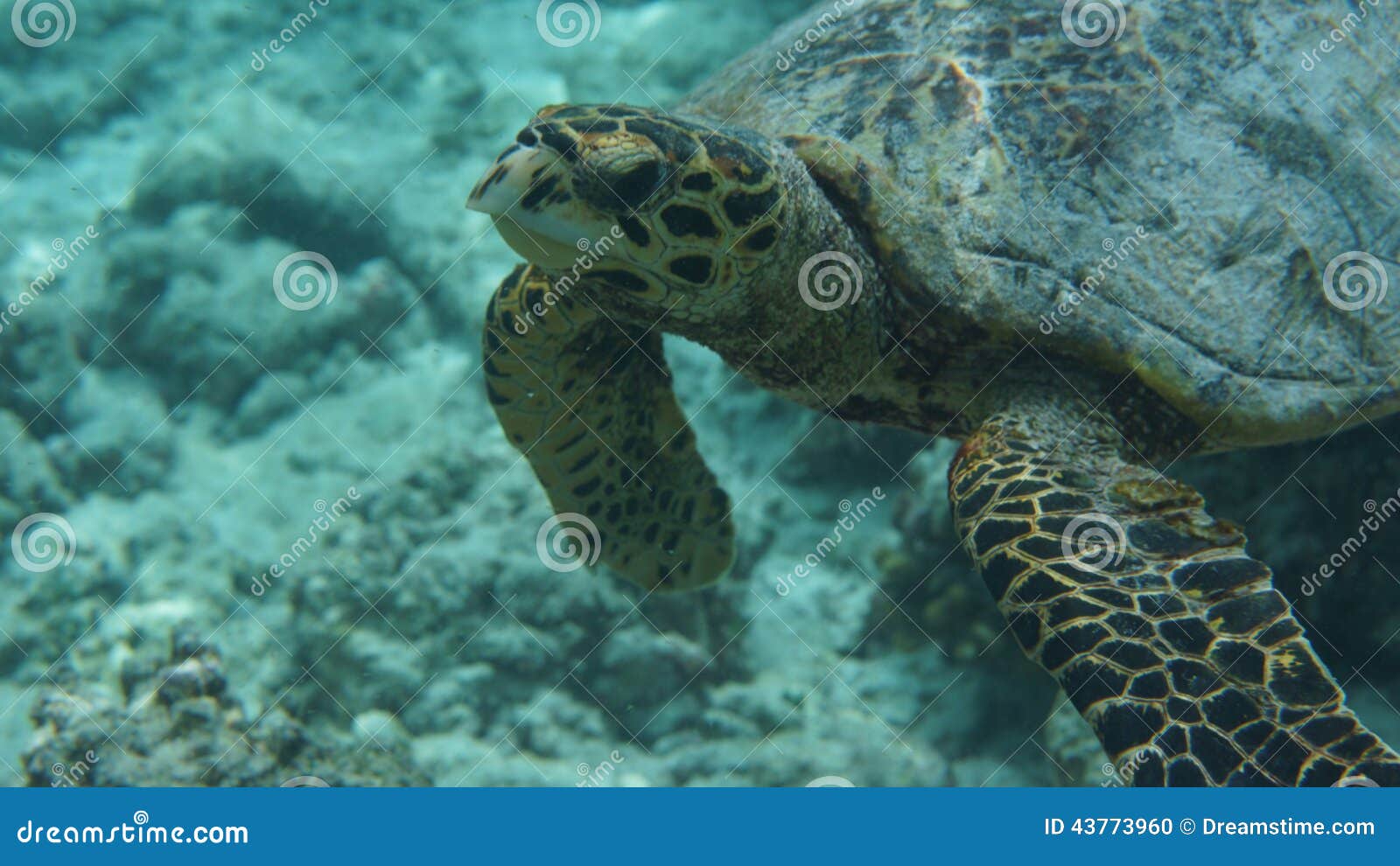 Tortoise stock photo. Image of underwater, tortoise, ocean - 43773960