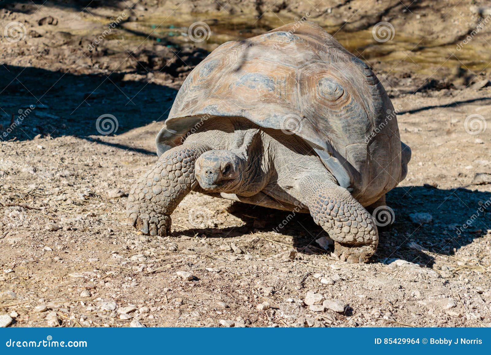 Tortoise Up Close stock photo. Image of headshot, tortoise - 85429964