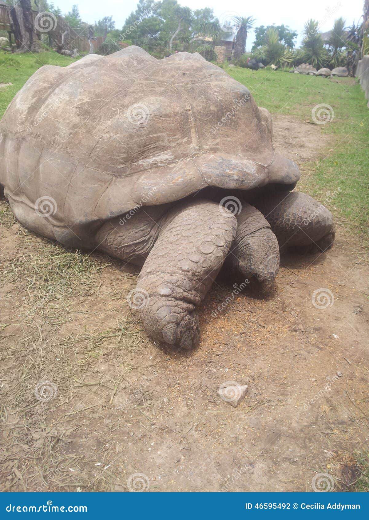 Tortoise stock photo. Image of youngsters, tortoise, spotted - 46595492