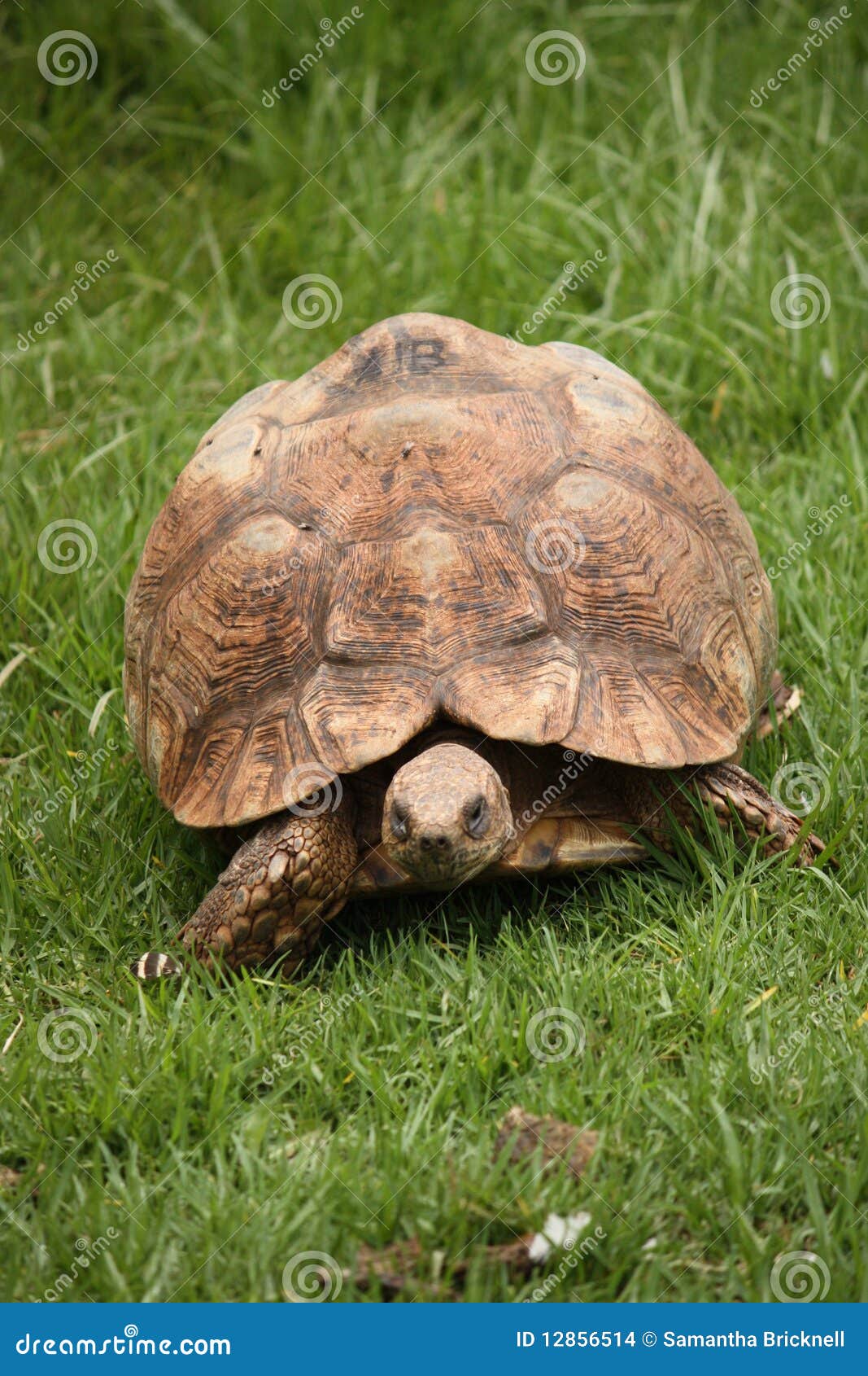 Tortoise Walking stock photo. Image of protection, shield - 12856514