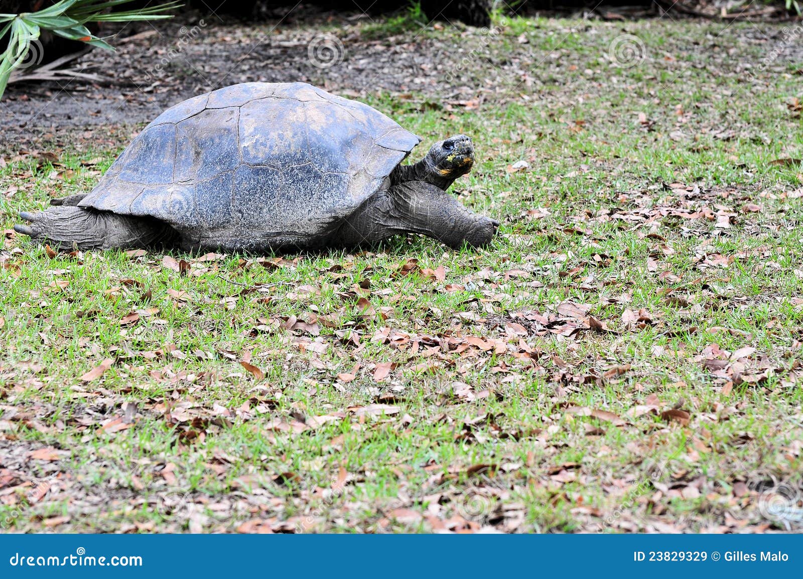Tortoise Walking stock image. Image of reptiles, natural - 23829329
