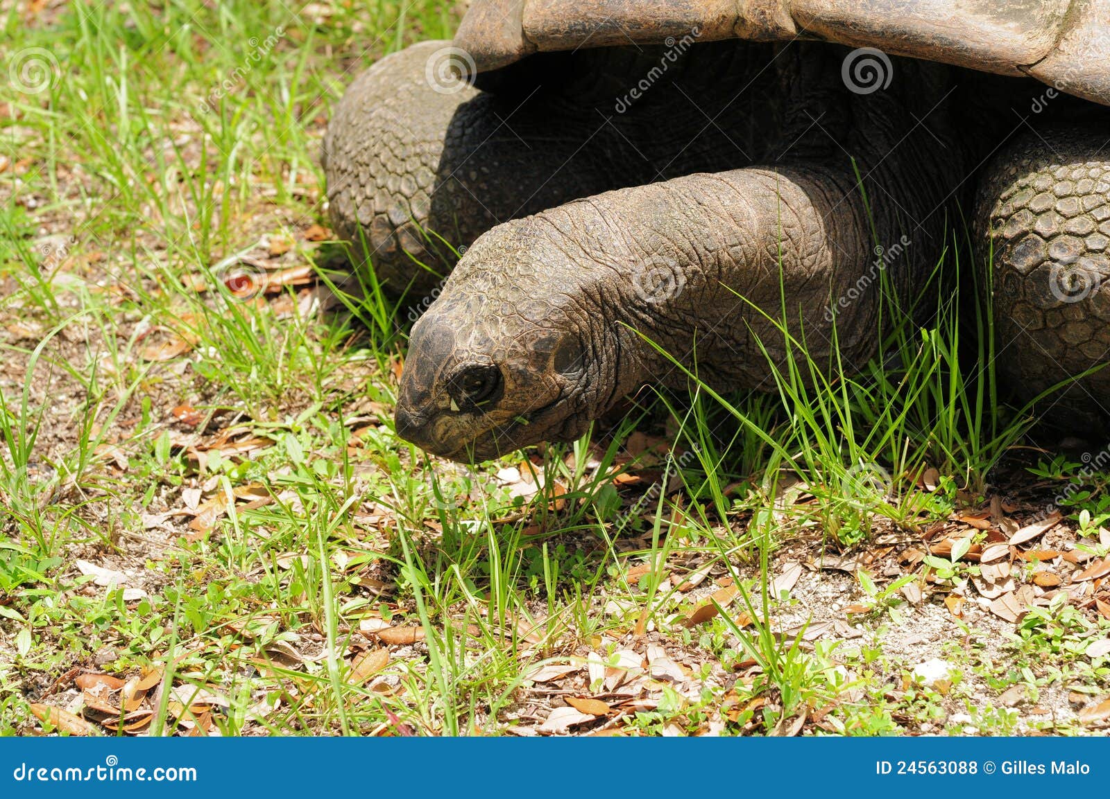 Tortoise walking stock photo. Image of reptile, blooded - 24563088