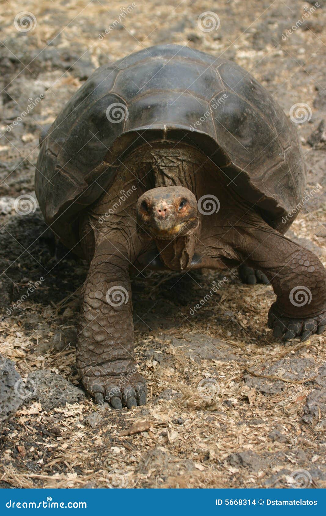 Tortoise Walking stock photo. Image of animal, tortoise - 5668314