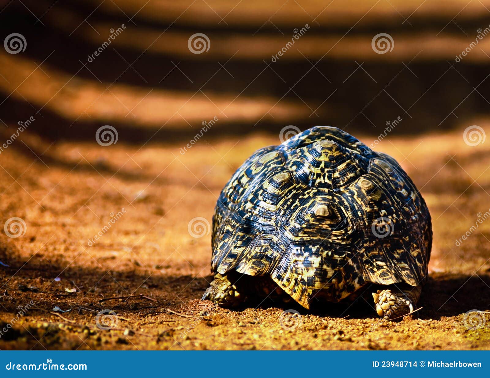 Tortoise Walking Away stock photo. Image of departing - 23948714
