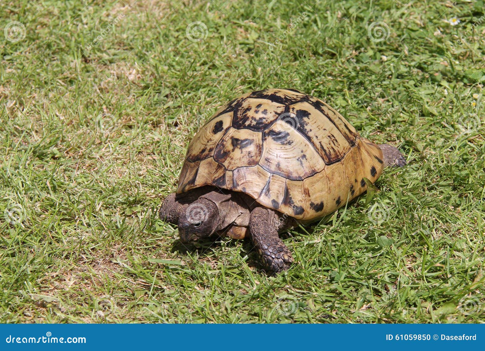Tortoise Walking. stock photo. Image of shell, outdoors - 61059850