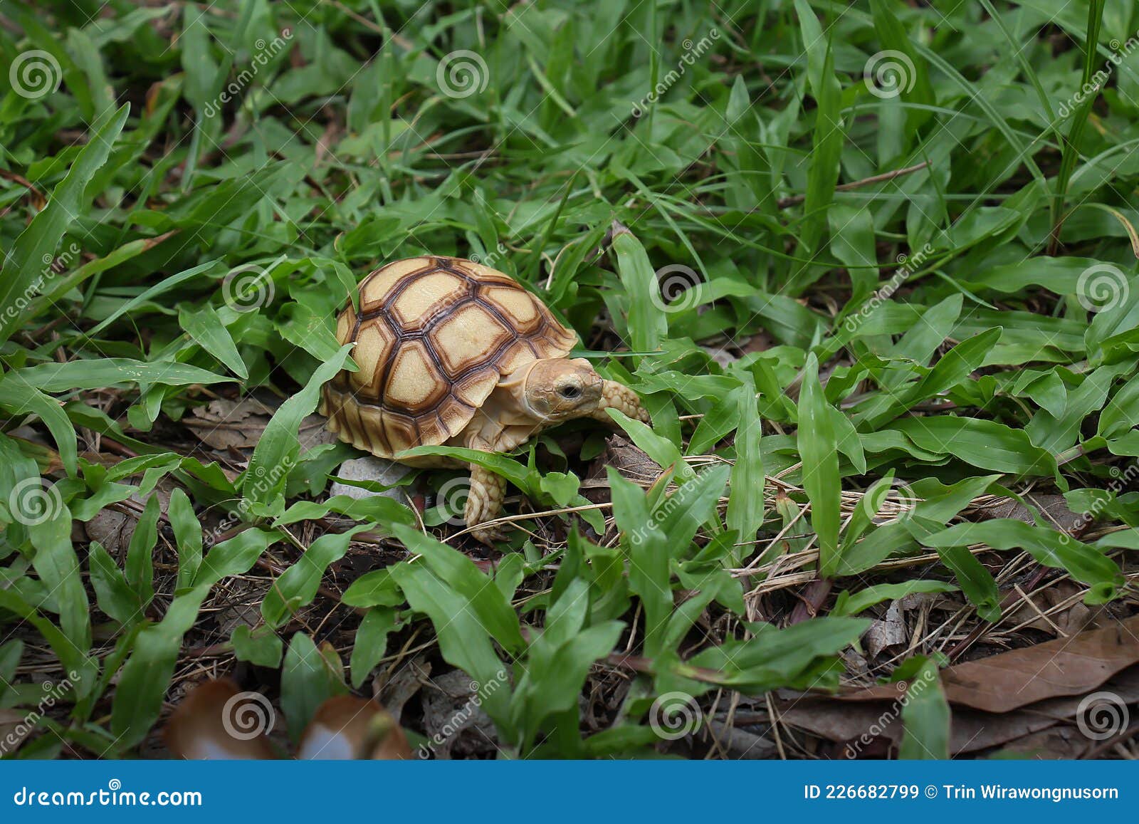 Tortoise is Walking on the Grass Stock Image - Image of nature, skin ...
