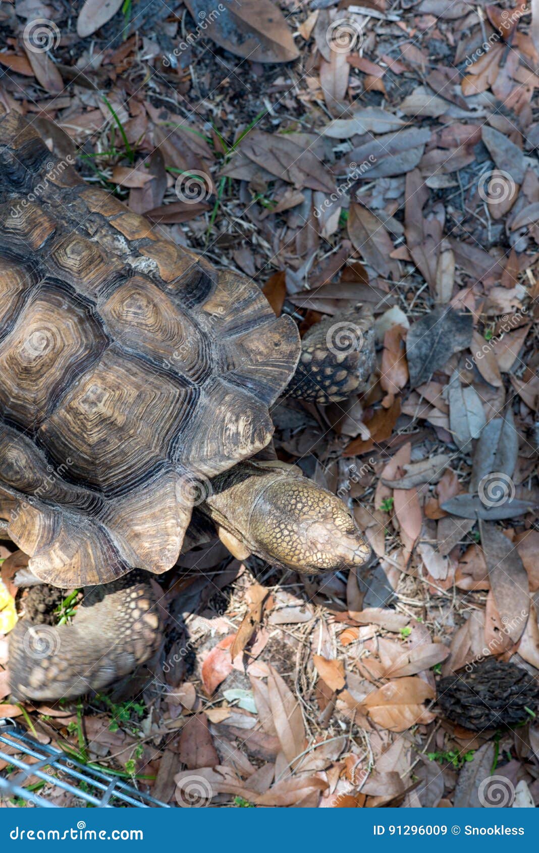 Tortoise walking on leaves stock image. Image of large - 91296009