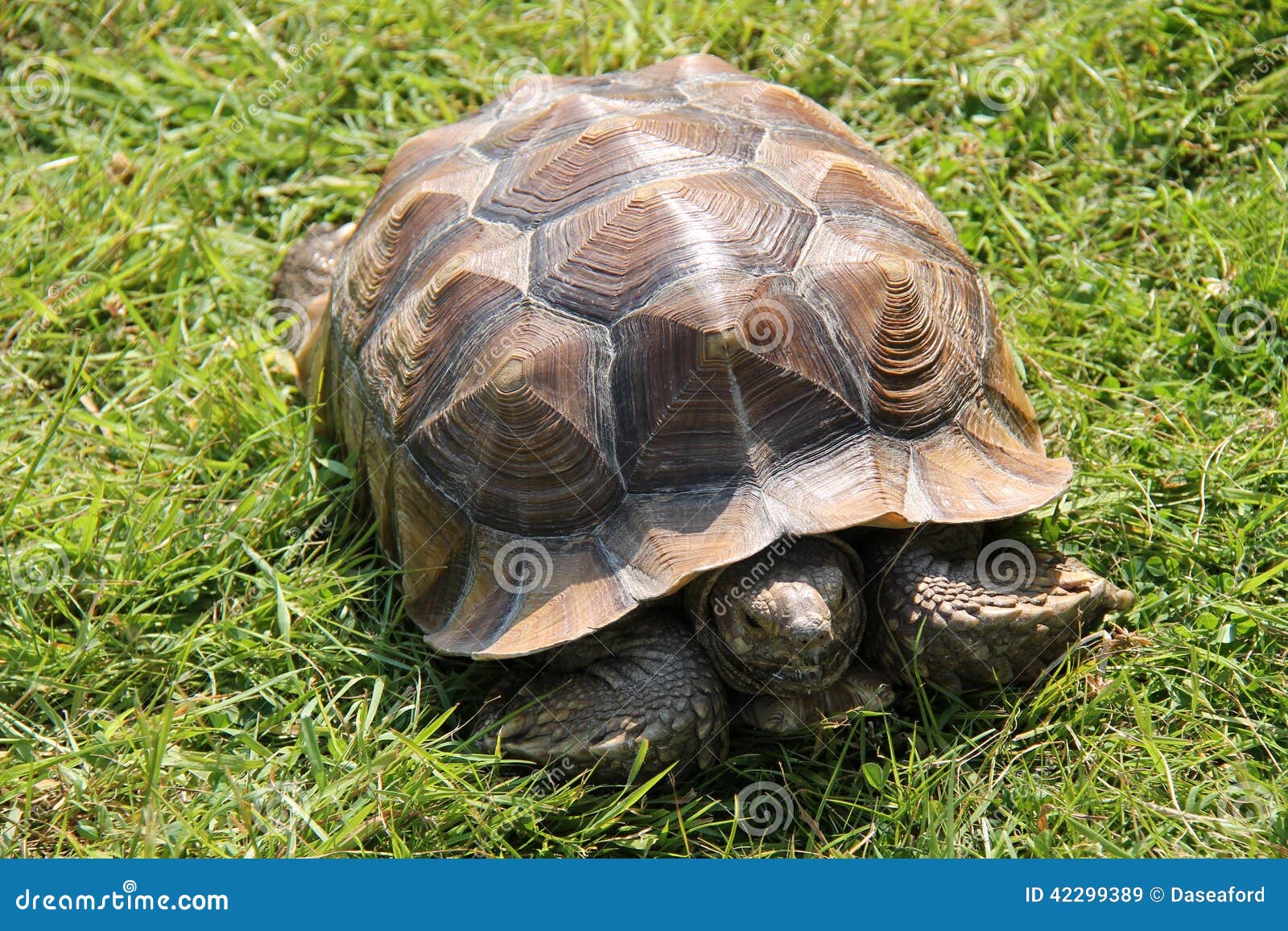 Tortoise Walking. stock image. Image of animal, tortoise - 42299389
