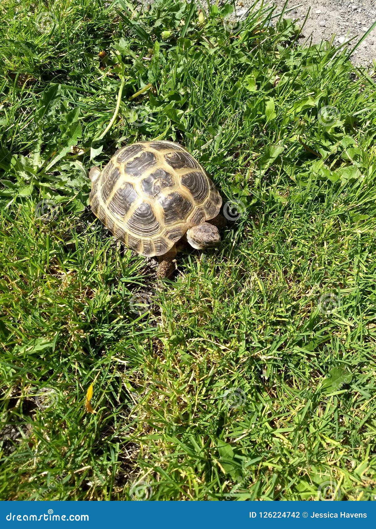 Tortoise Walking stock photo. Image of leaf, tortoise - 126224742