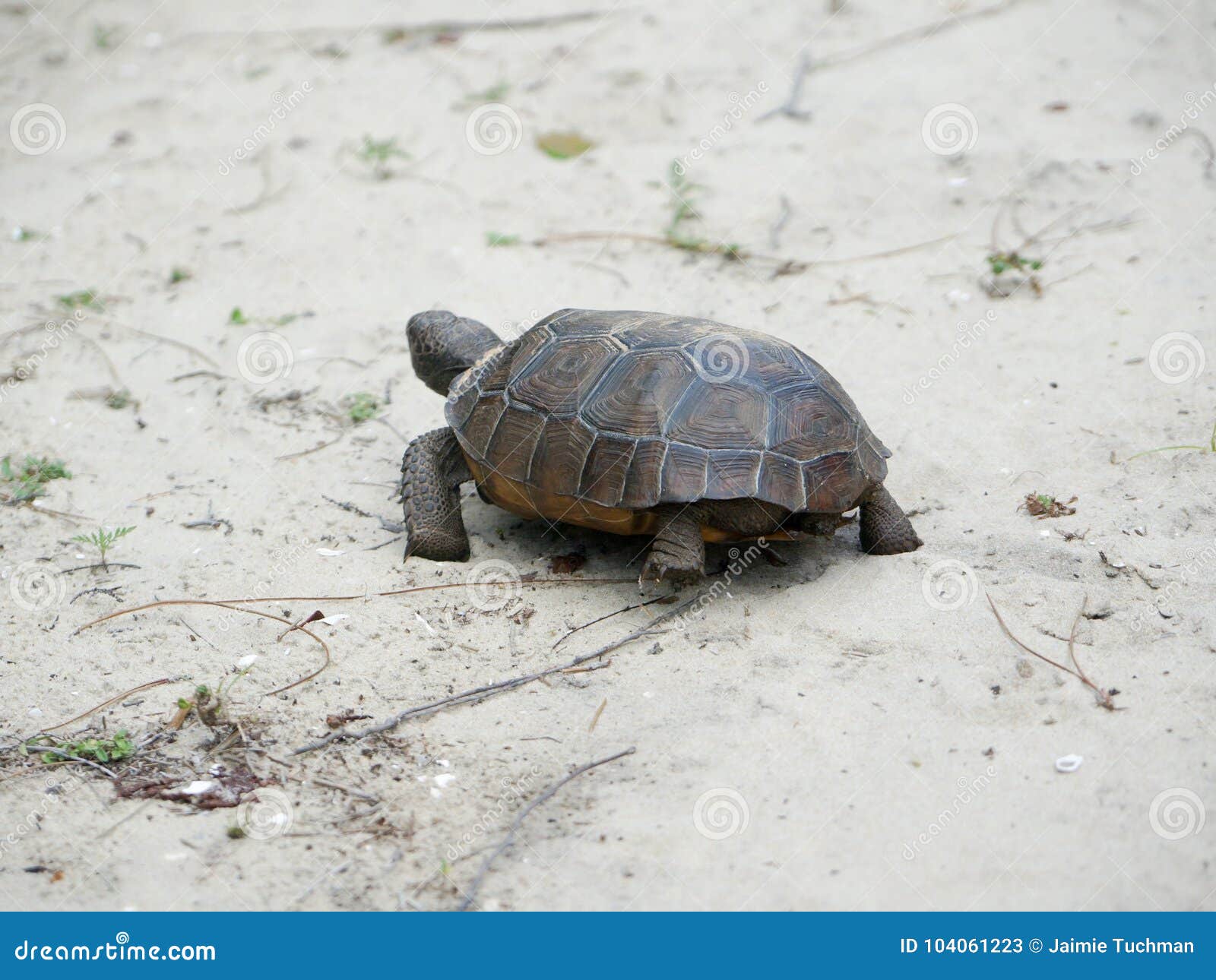 Tortoise Walking on the Sand on a Beach Stock Image - Image of carapace ...