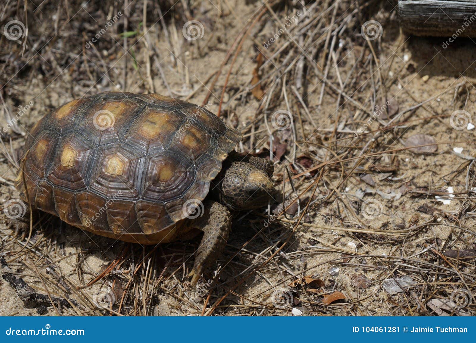 Tortoise Walking on the Sand on a Beach Stock Image - Image of burrow ...