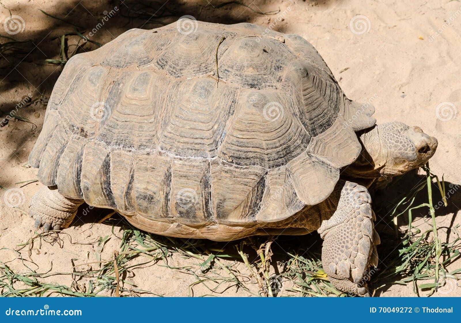 Tortoise walking slowly stock photo. Image of reptile - 70049272