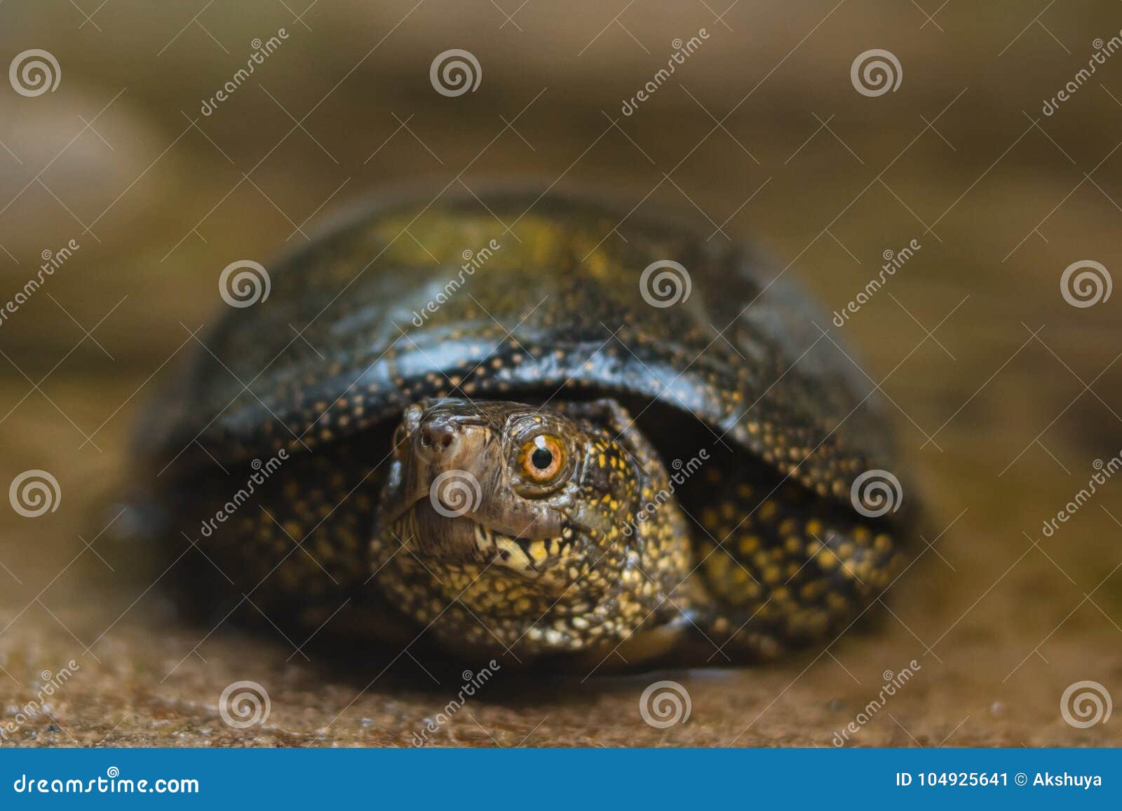 Turtle peeps out of shell stock image. Image of head - 104925641