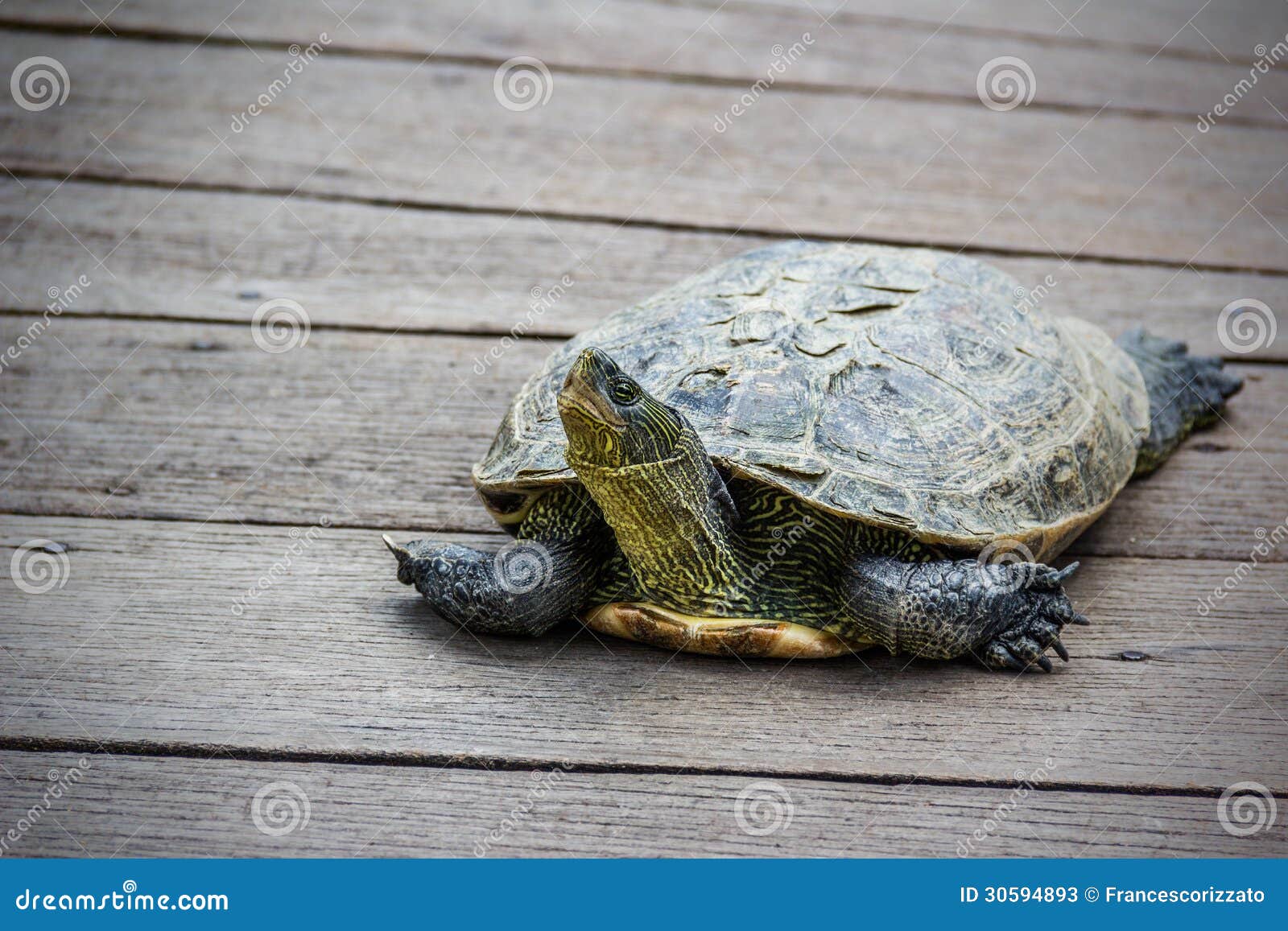 Tortoise on a Wooden Bridge Stock Image - Image of tortoise, endangered ...