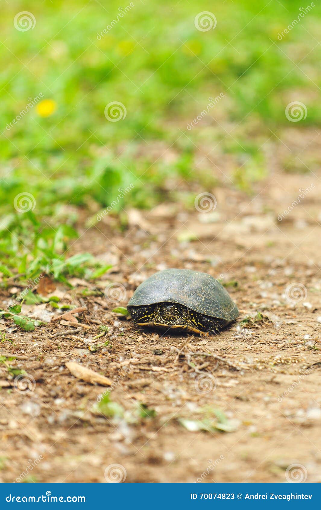Tortoise with Yellow Spots stock image. Image of action - 70074823