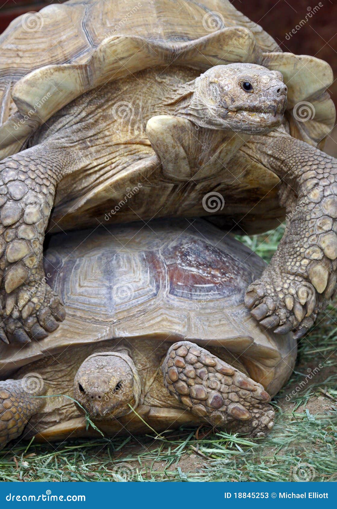 Tortoises stock image. Image of life, gray, love, hard - 18845253