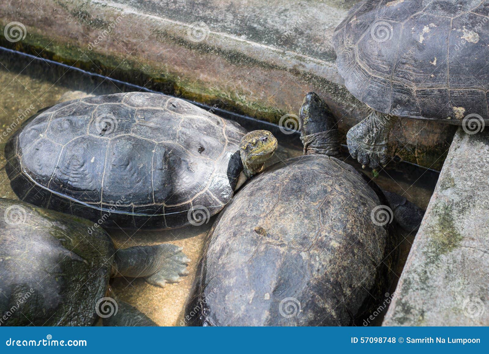 Tortoises in park stock photo. Image of giant, green - 57098748