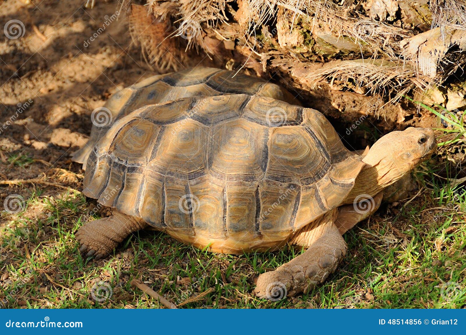 Tortoises stock photo. Image of graeca, park, herbivores - 48514856