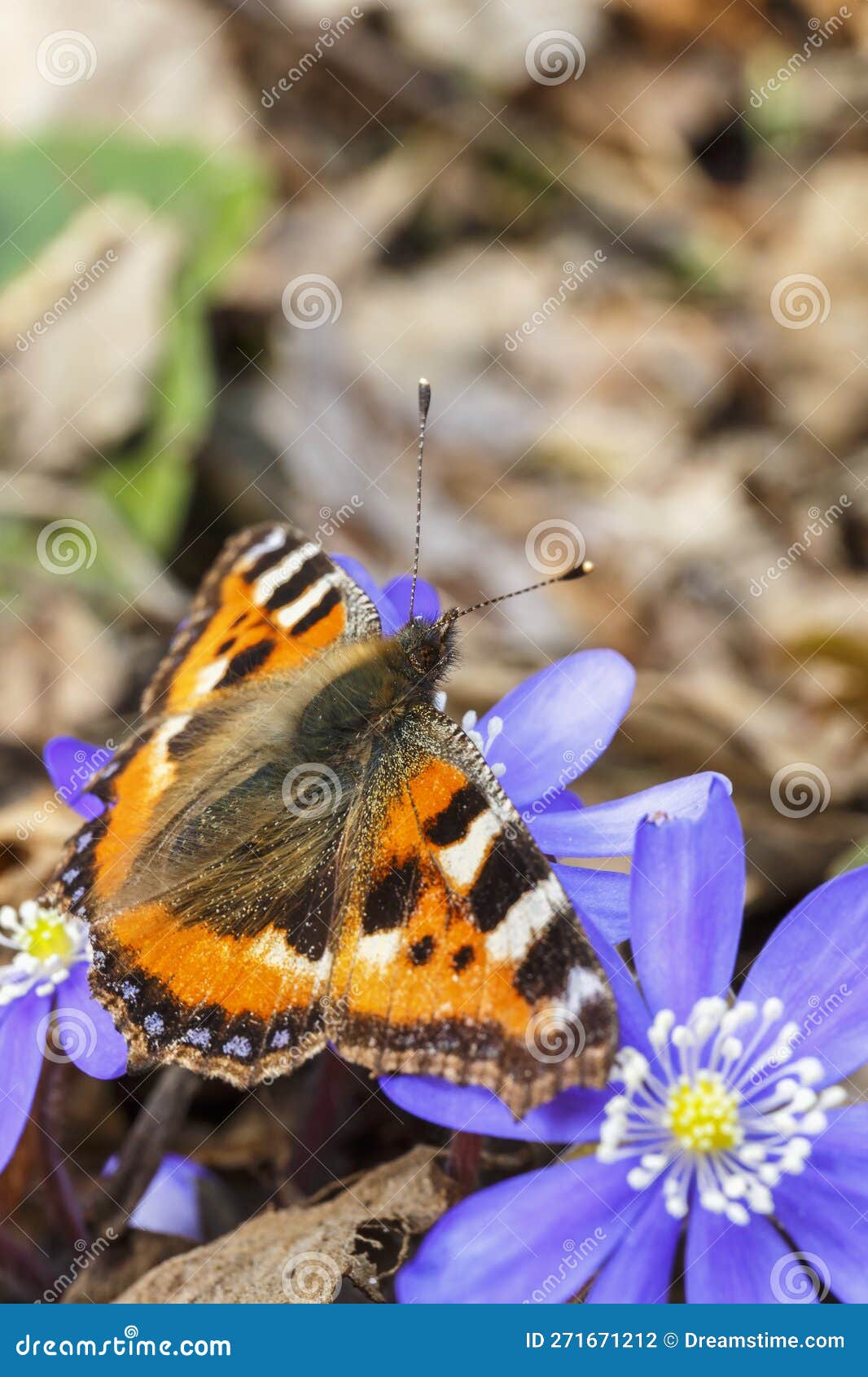Tortoiseshell Butterfly on Hepatica Flowers in Early Spring Stock Photo ...